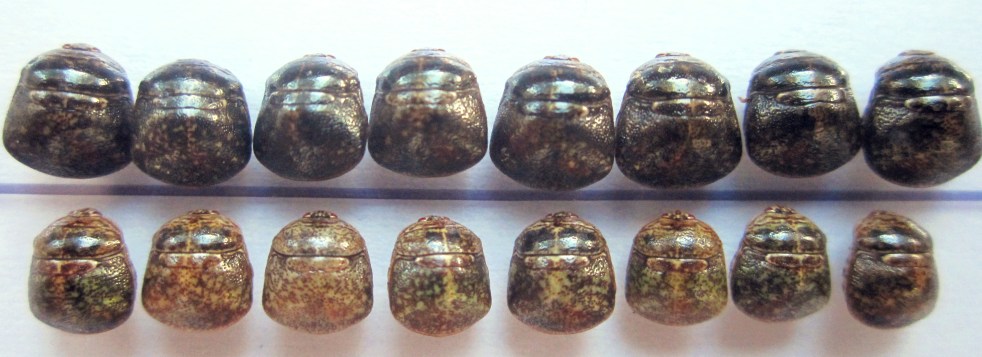 Insect-Bacterial Symbiosis – Dr. Brown's Lab